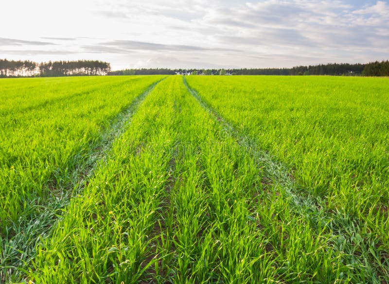 Zones vertes photo stock. Image du environnement, bleu - 51531182