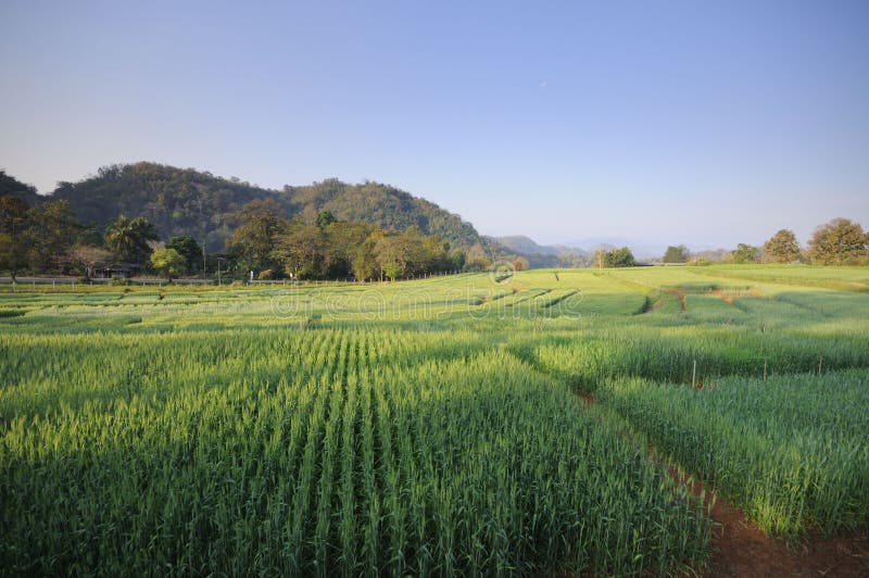 Orge verte photo stock. Image of unripened, vent, maïs - 4001754