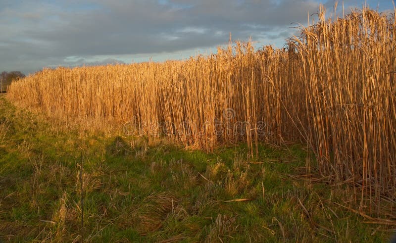 De Olifantsgras Van Miscanthus Stock Foto - Afbeelding bestaande uit ...