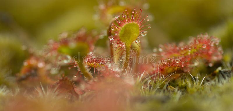 Drosera intermedia stock image. Image of green, flower - 58801439