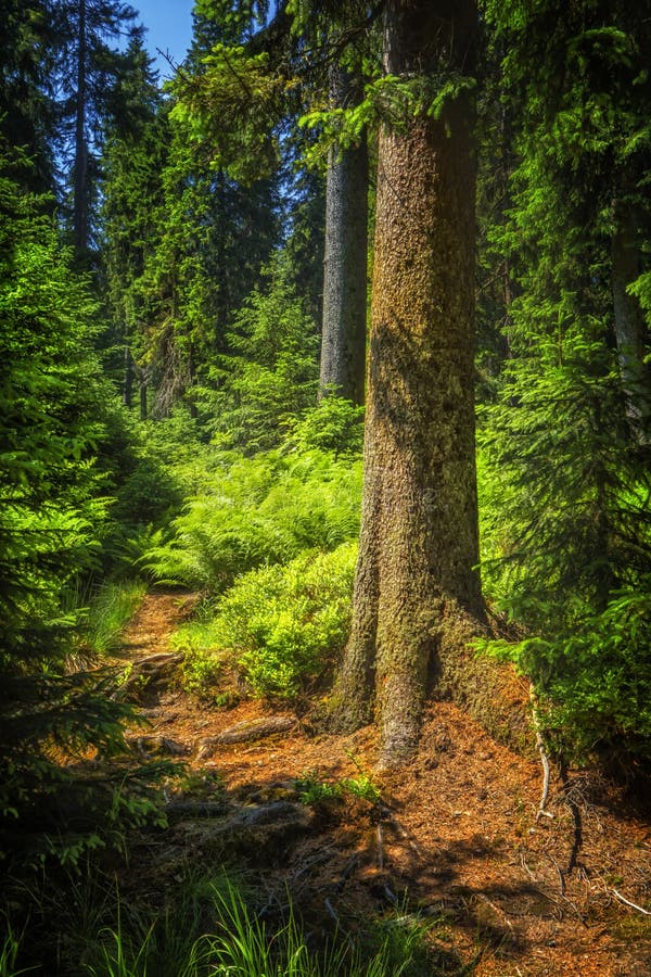 Zonnig Natuurlijk Bos Van Beukbomen in De Zomer Stock Afbeelding ...