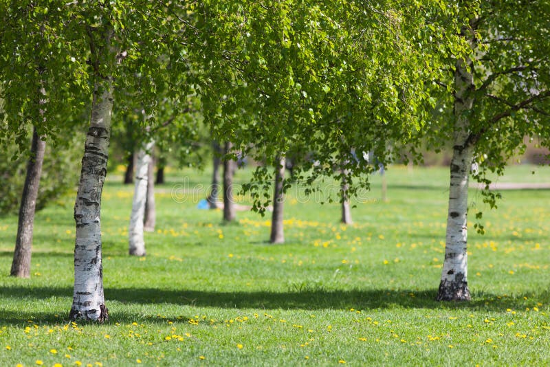 Zonnige de lentedag stock afbeelding. Image of berk, gebladerte - 27035535