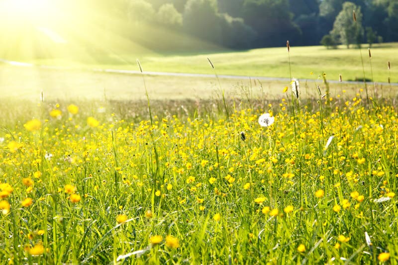 Zonnige weide stock foto. Image of bloeien, zonnestralen - 13280144