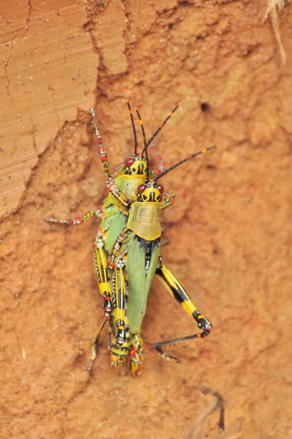 Zonocerus variegatus fotografia stock. Immagine di giallo - 79555568