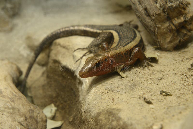 Zonosaurus Madagascariensis De Madagascar Imagen de archivo - Imagen de ...