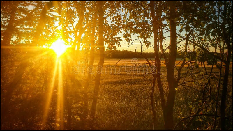 Zonsondergang In Bos Foto. Afbeelding: 9697518