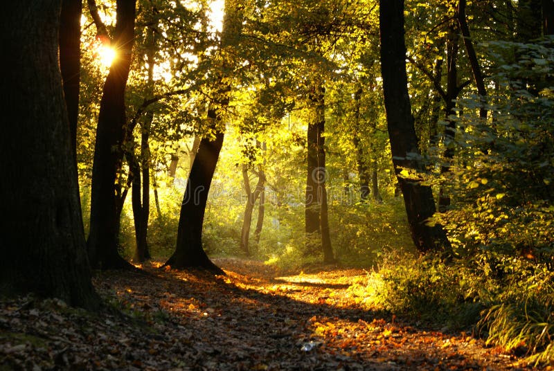 Zonsondergang in een bos stock afbeelding. Afbeelding bestaande uit ...