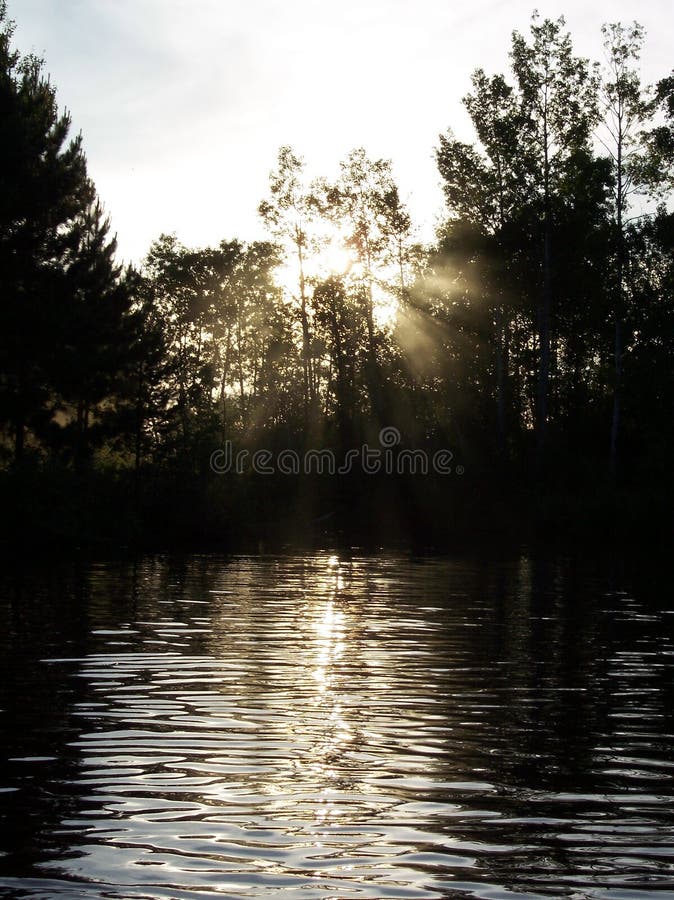 Zonsondergang in het bos stock foto. Image of installatie - 64332810