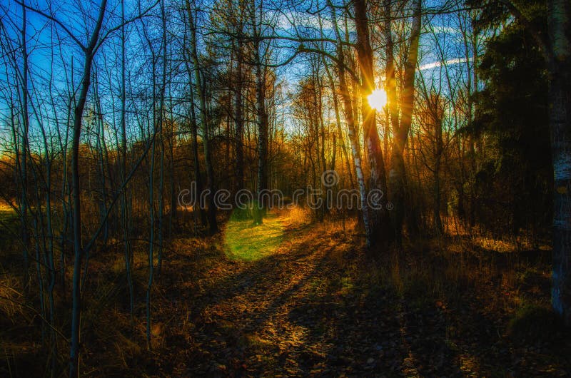Zonsondergang in het bos stock afbeelding. Image of terugkeren - 136956795