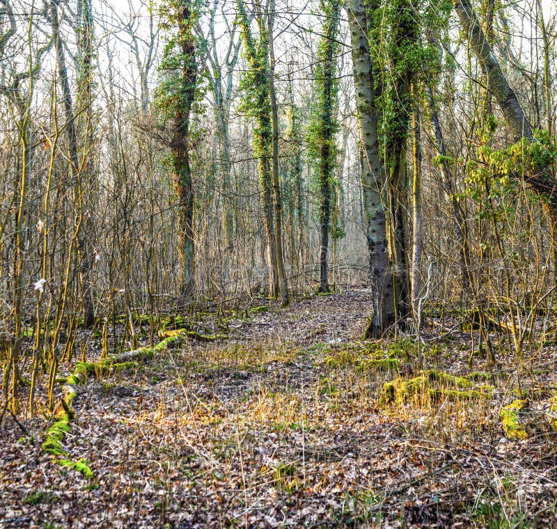 Zonsondergang in Mooi Eiken Bos Stock Foto - Image of daling, duitsland ...