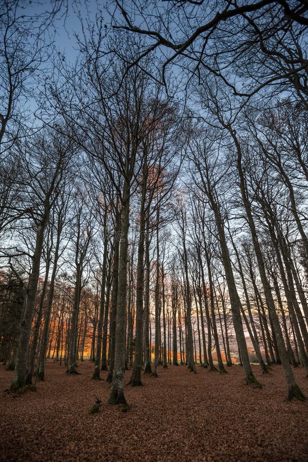 Zonsondergang in Zwart Bos, Duitsland Stock Foto - Image of gouden ...