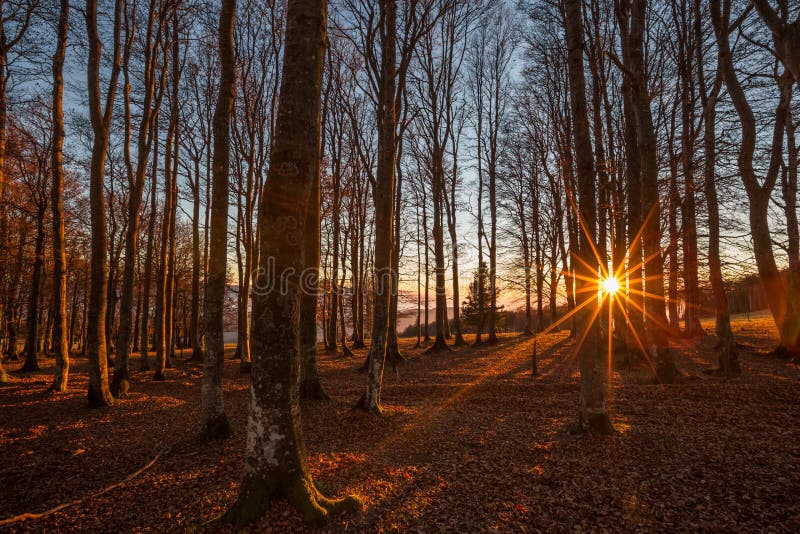 Zonsondergang in Zwart Bos, Duitsland Stock Foto - Image of gouden ...