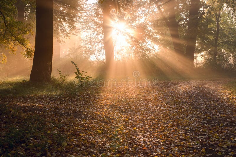 Zonsopgang in Een Mistig Bos Stock Foto - Image of landschap, helder ...