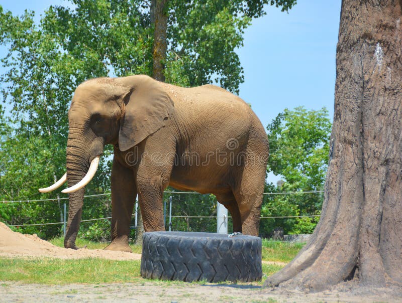 At the Zoo African Elephants Stock Image - Image of africa, loxodonta ...