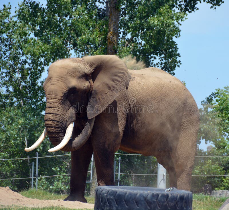 At the Zoo African Elephants Stock Photo - Image of genus, muddy: 257857054