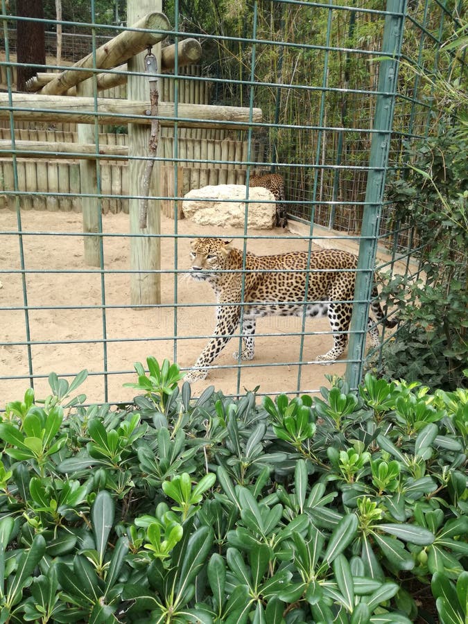 Zoo animal stock image. Image of wild, animal, cage - 103365239