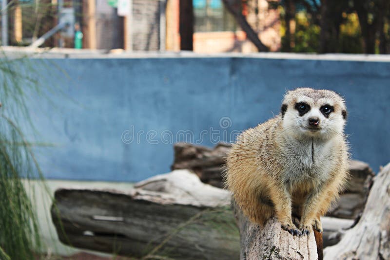 Animal - cow front stock image. Image of bovine, field - 186961