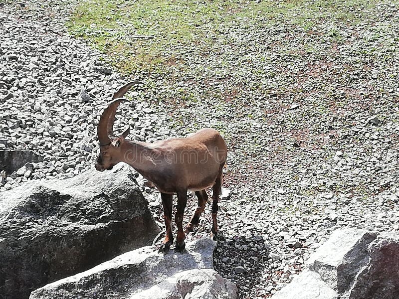 Zoo Animal Wild Mountain Sun Stock Photo - Image of wild, mountain ...