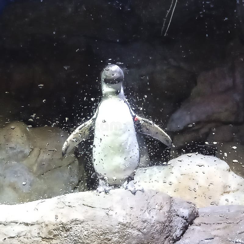 Zoo Animals,animal Live in a Zoo Stock Image - Image of zoological ...