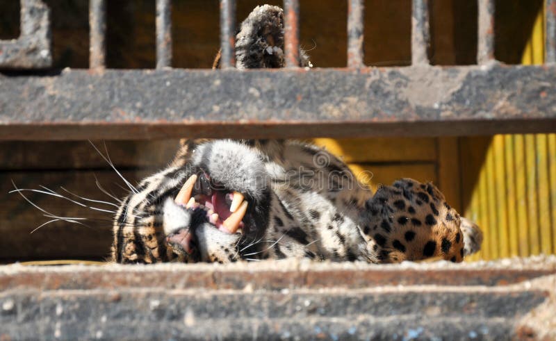 Zoo Animals Cell Cage Tiger Lion Jail Prison Editorial Photography ...