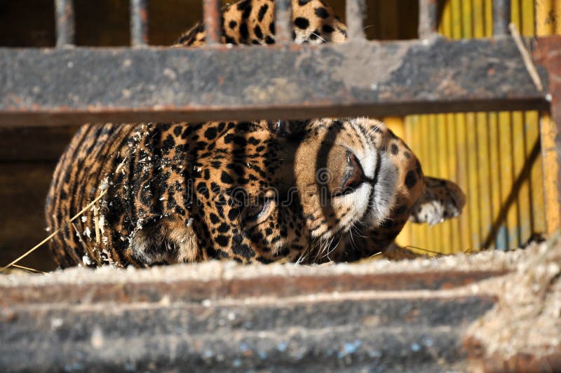 Zoo Animals Cell Cage Tiger Lion Jail Captivity Editorial Stock Photo ...