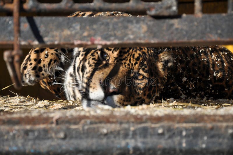 Zoo Animals Cell Cage Tiger Lion Jail Prison Editorial Photography ...