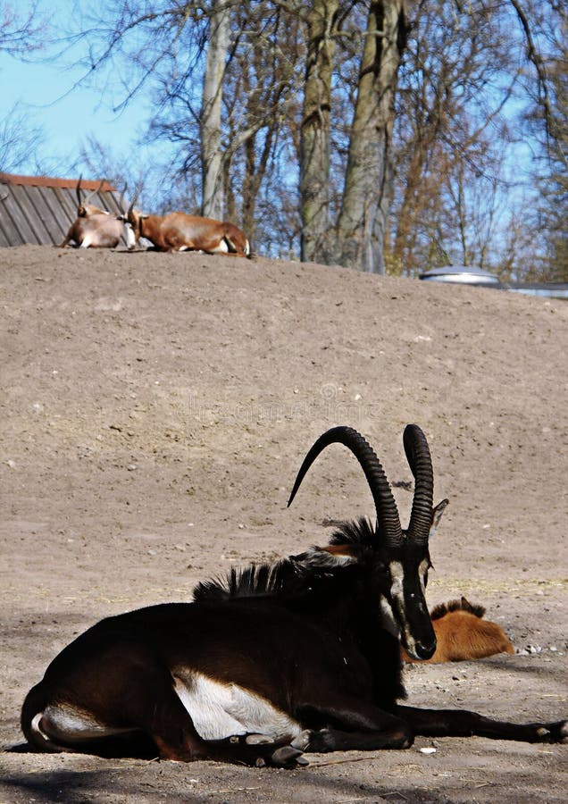 Zoo animals, Denmark stock photo. Image of hoofed, animals - 68870494