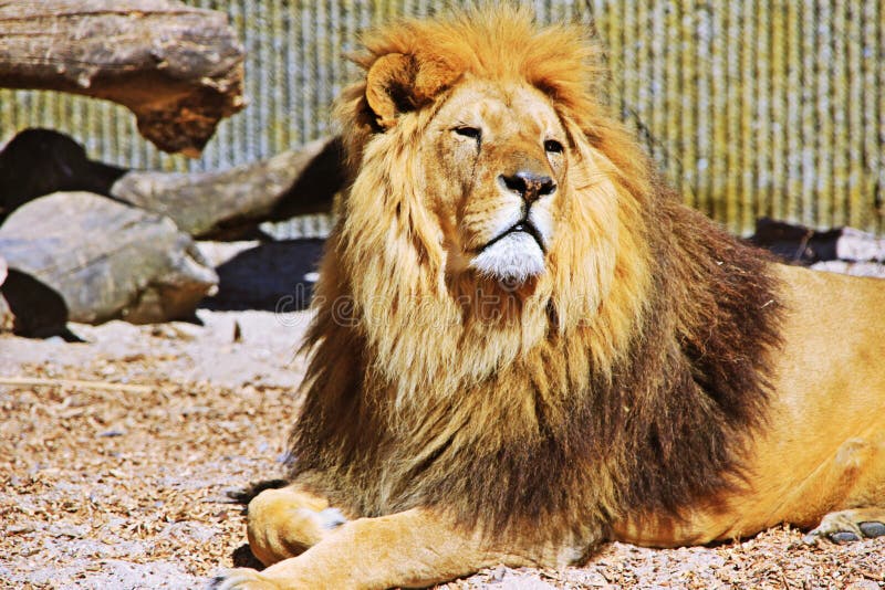 Zoo animals, Denmark stock photo. Image of park, sand - 68870384