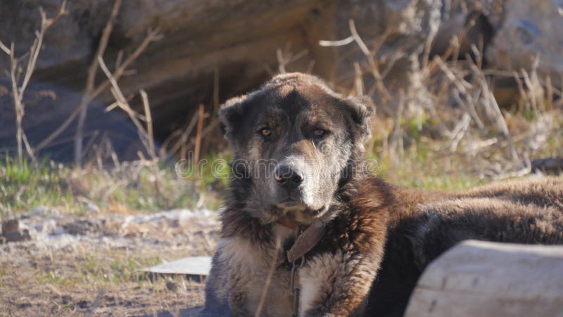 Zoo animals, dogs stock photo. Image of nature, migration - 143012872