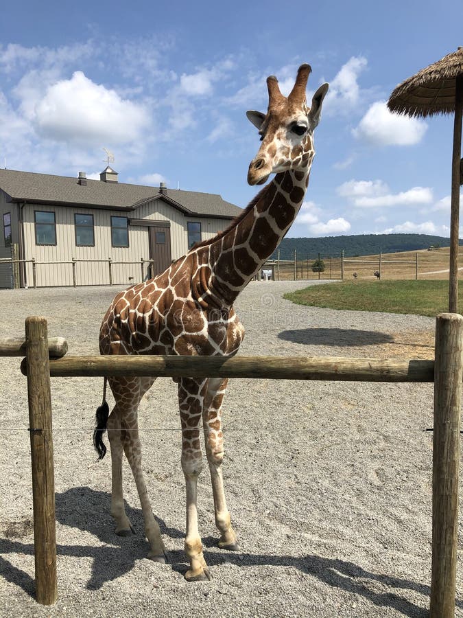 Zoo animals stock photo. Image of cats, cute, nature - 245961566