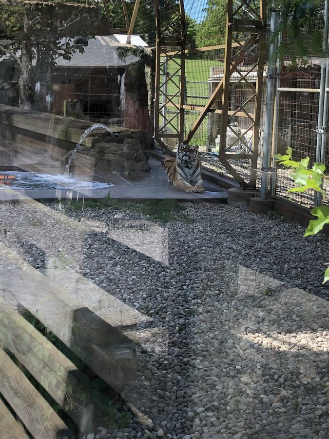 Zoo animals stock image. Image of festivals, locations - 245961635