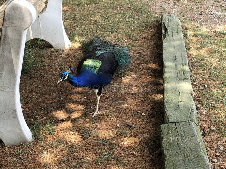 Zoo animals stock photo. Image of lakes, hime, land - 245961570