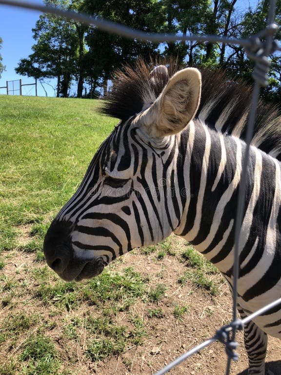 Zoo animals stock photo. Image of fall, animals, outdoor - 245961638