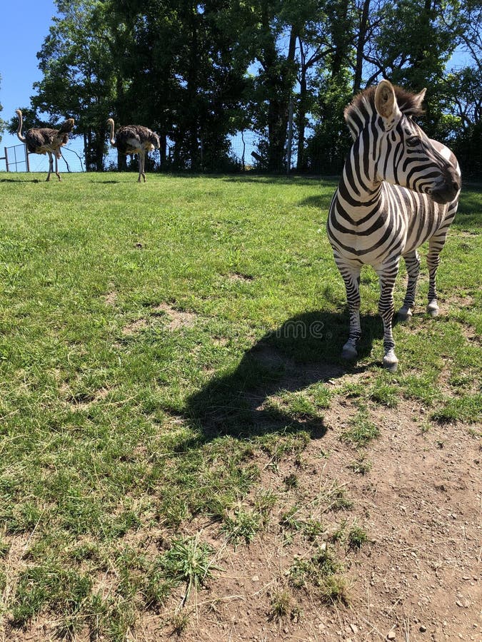 Zoo animals stock image. Image of comfy, forests, christmas - 245961641