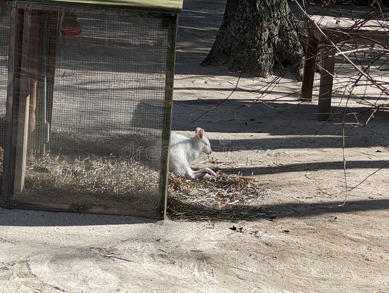 Zoo animals nature resting stock photo. Image of mammal - 265250772