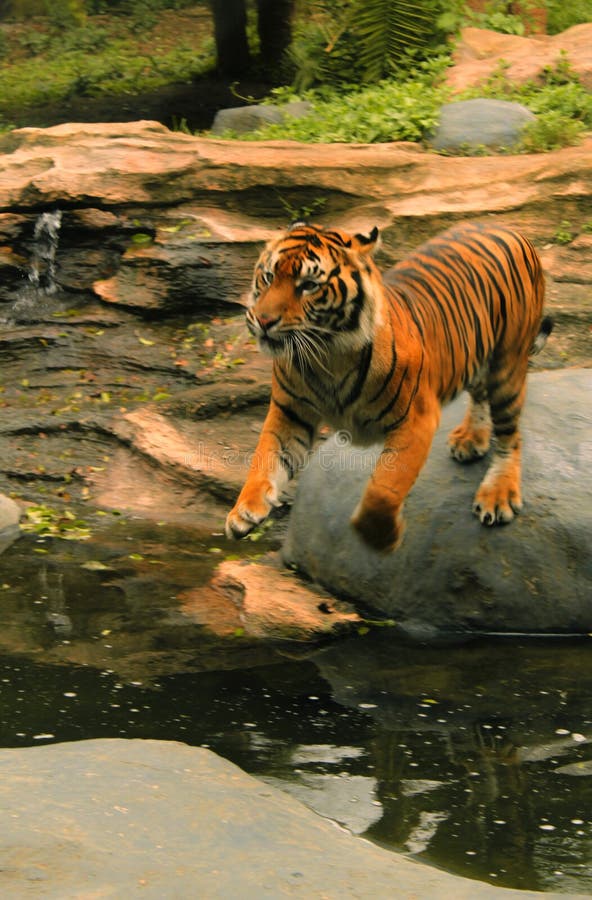 Zoo animals tiger stock photo. Image of giraffe, wildlife - 201181134