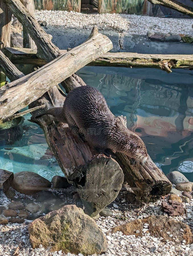 Zoo animals on tree nature stock photo. Image of animal - 265250692