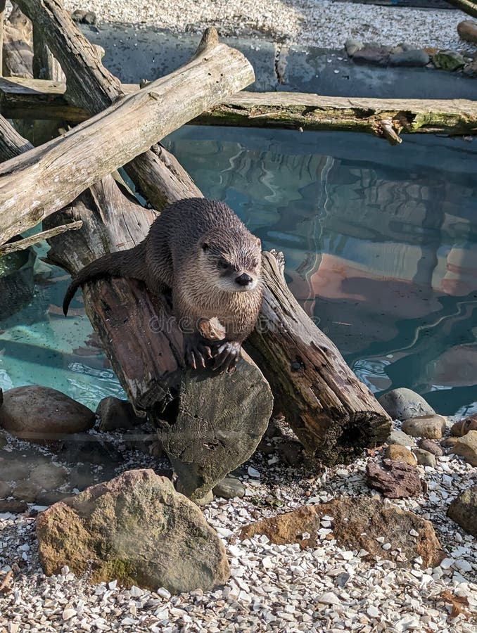 Zoo animals on tree nature stock image. Image of wildlife - 265250693