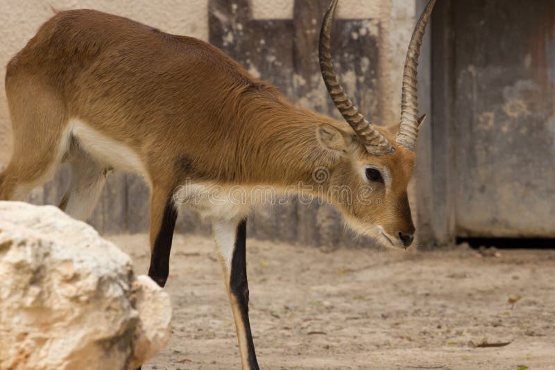 Zoo Animals in Zoo Park, Cyprus Stock Image - Image of waterbuck, snout ...
