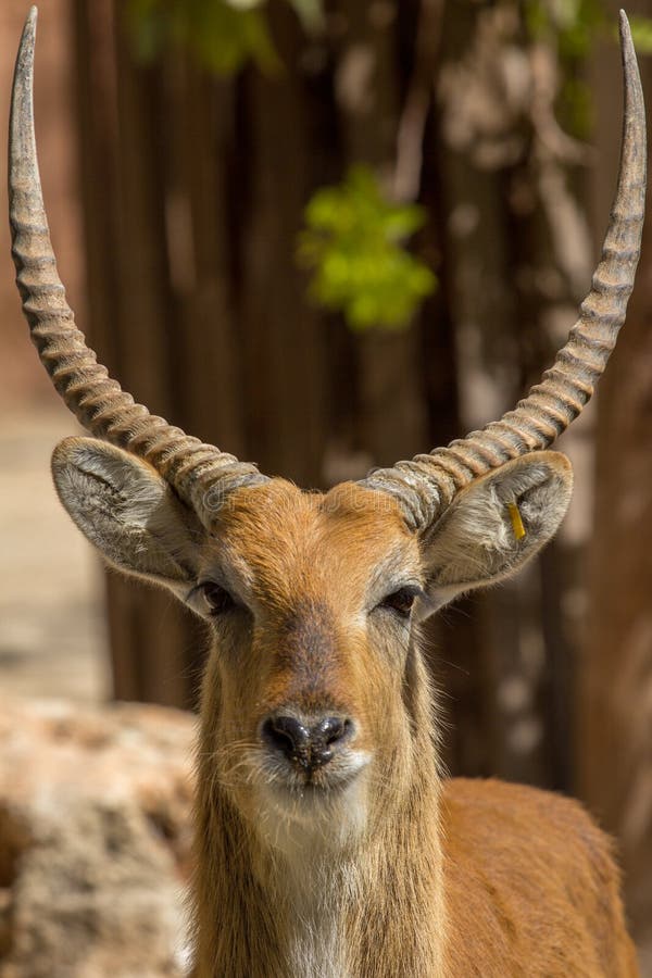 Zoo Animals in Zoo Park, Cyprus Stock Photo - Image of gazelle, safari ...