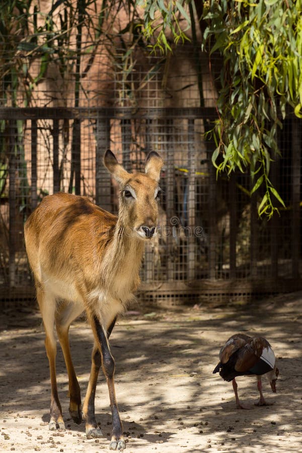 Zoo Animals in Zoo Park, Cyprus Stock Image - Image of tree, hoofed ...