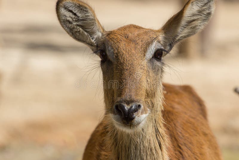Zoo Animals in Zoo Park, Cyprus Stock Image - Image of wool, looking ...