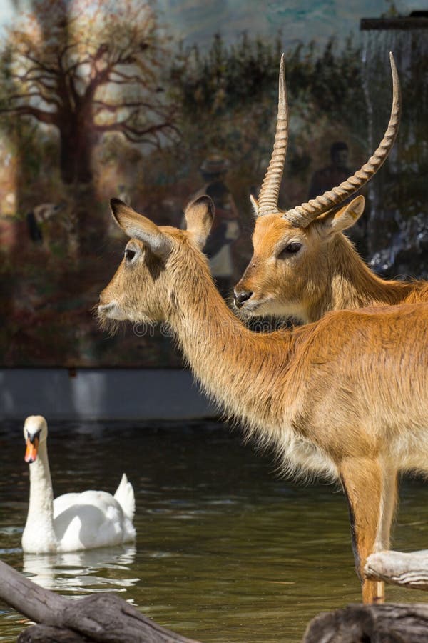 Zoo Animals in Zoo Park, Cyprus Stock Image - Image of floating, cute ...