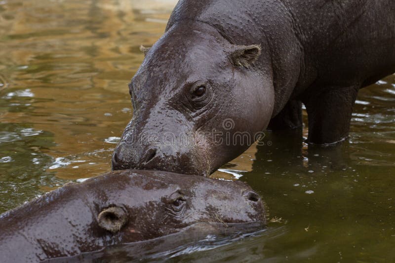 Zoo Animals in Zoo Park, Cyprus Stock Photo - Image of wool, little ...