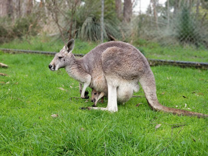 Zoo australia kangaroo stock photo. Image of grass, mammal - 188624574