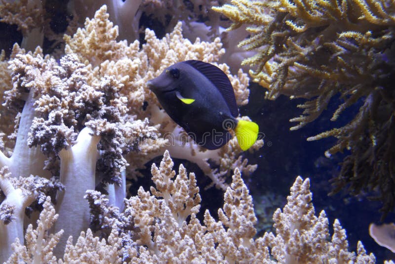 Zoo Berlin Aquarium fish editorial photo. Image of underwater - 181728981