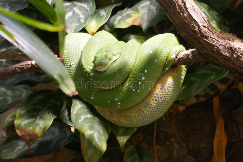 Zoo Berlin Aquarium snake editorial image. Image of aquarium - 181728995