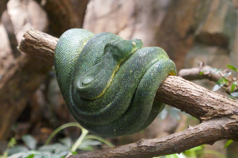 Zoo Berlin Aquarium snake editorial stock image. Image of branch ...
