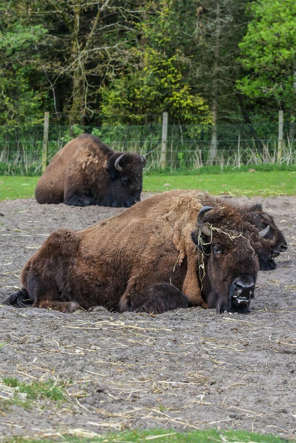 Zoo stock image. Image of shot, male, buffalo, creature - 41414283
