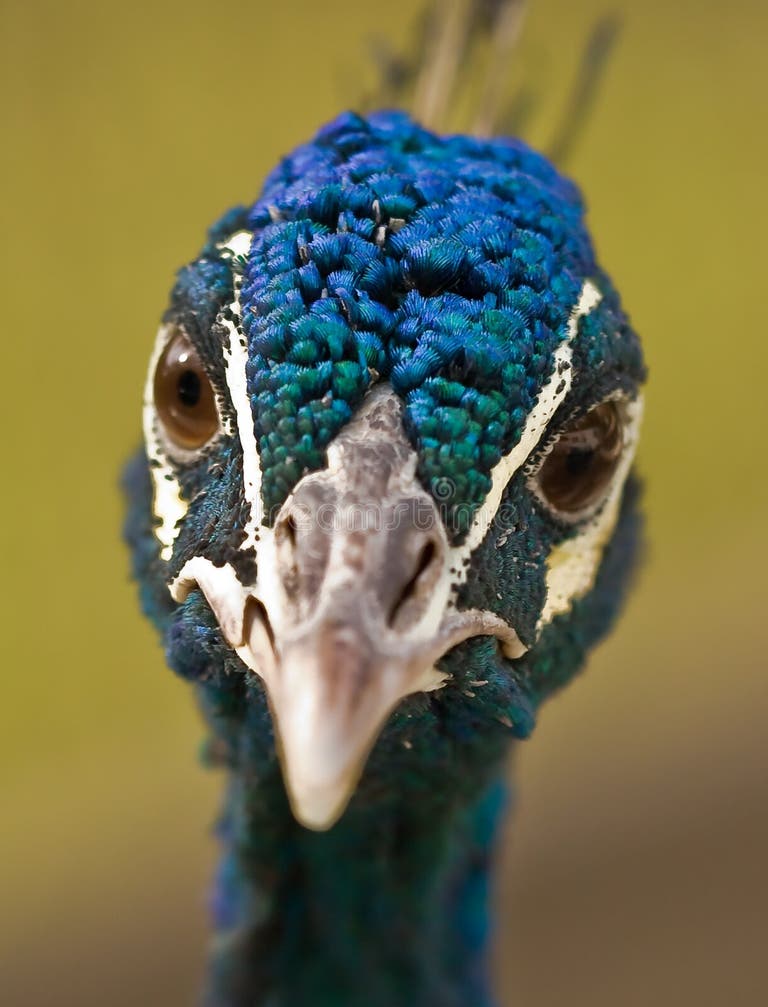 Free Clip Art Bird Singing Stock Photos - Free & Royalty-Free Stock ...